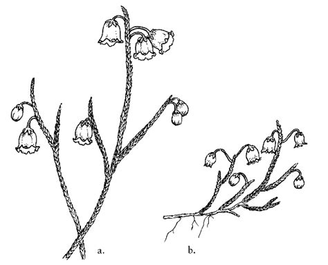 Cassiope Lycopodioides Alpine Garden Society