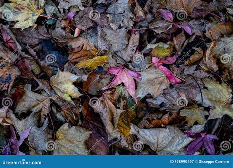 Autumn A Layer Of Leaves That Have Now Turned Yellow And Fallen To The Autumn A Layer Of Leaves That Have Now Turned Yellow And Fallen To The