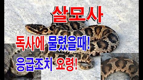 독사에 물렸을때 응급처치방법 응급조치요령 20200216 Youtube