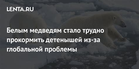 Белым медведям стало трудно прокормить детенышей из за глобальной проблемы Климат Среда