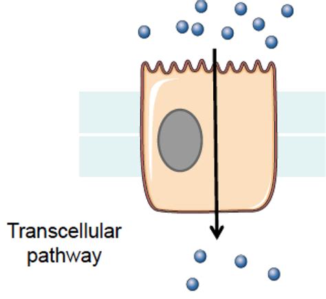 Absorption And Distribution Chapter Flashcards Quizlet