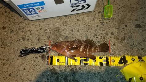 夜エビ撒き釣りでアコウに明け方に青物！ フィッシングマックス 関西の釣果大阪･神戸･和歌山の釣果情報