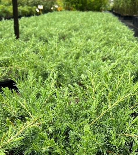 Juniperus Conferta Shore Juniper 10 Pot Hello Hello Plants