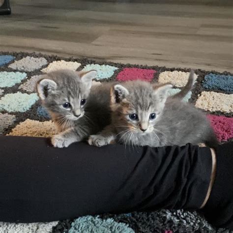 My Smol Twins Rillegallysmolcats