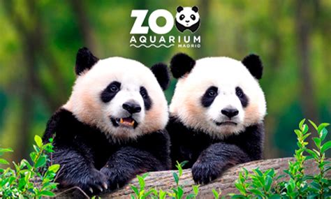 Entrada Al Zoo Aquarium De Madrid Zoo Aquarium De Madrid Groupon