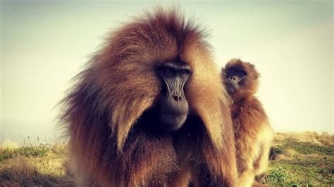 These Monkeys Have A Puberty Switch They Flip When The Right Male