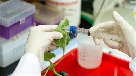 Scientists Develop Plant Based Zika Virus Vaccine Science Climate