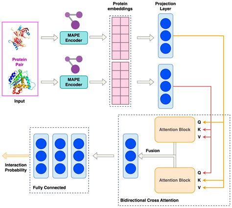 Structure Based Deep Learning Framework For Modeling Humangut Bacterial Protein Interactions