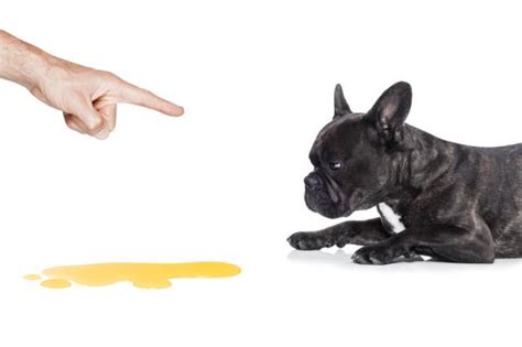 Cómo enseñar a mi perro a hacer sus necesidades en el periódico