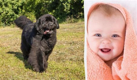 Лучшие собаки для семей с детьми топ 3 породы Интернет газета «Жизнь Дзен