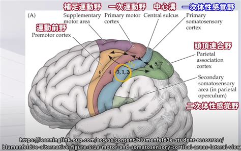 2024年版感覚障害に対するリハビリを徹底解説体性感覚野の解剖学的理解と治療法 STROKE LAB 東京 大阪 自費リハビリ