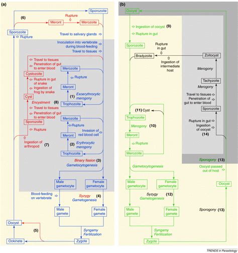 Sexual Differentiation And Sex Determination In The Apicomplexa Trends
