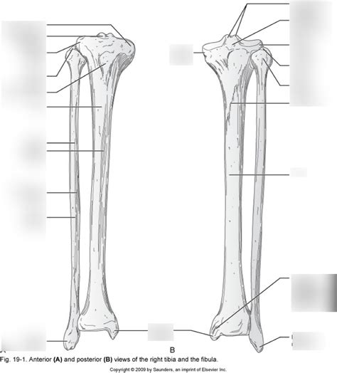 Tibia And Fibula Landmarks Diagram Quizlet