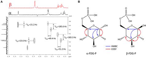 Assignment Of Fdg 6 P A Section Of The 1h 13c Hsqc Spectrum Of