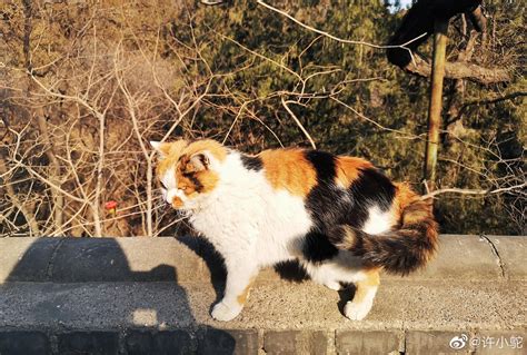 铃铛猫 大花飞檐走壁踏雪无痕
