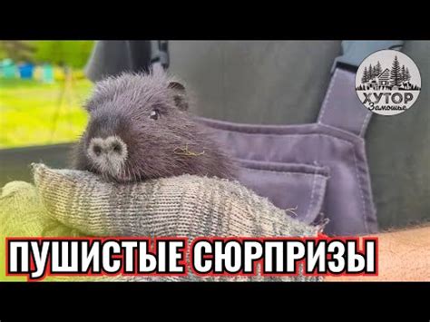 НАШ НОВЫЙ ШАЛАШ ПРЕВРАТИЛСЯ В ДЕТСКИЙ САД ДЛЯ НУТРИЙ. - YouTube