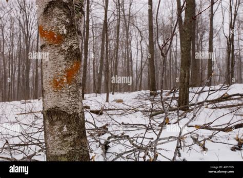 RED MARKINGS INDICATE A TREE TO BE CUT Stock Photo Alamy
