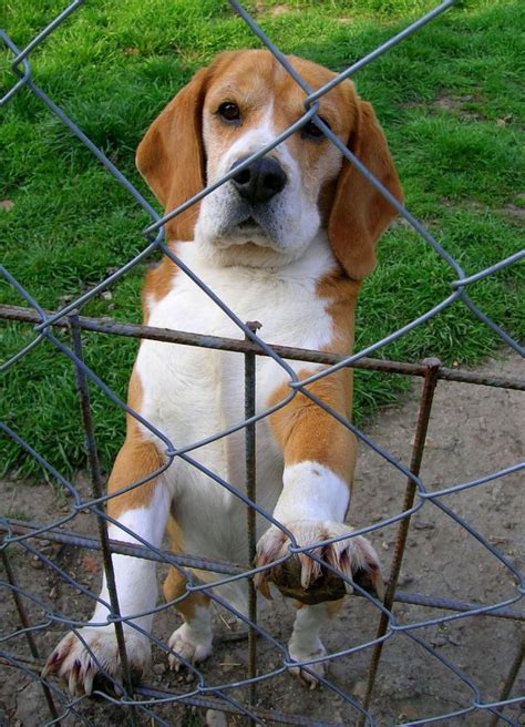 Free Images Hound Vertebrate Beagle Animal Shelter Street Dog