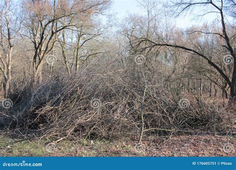 Pile Of Cut Tree Branches In The Park Sanitary Pruning Trees Stock
