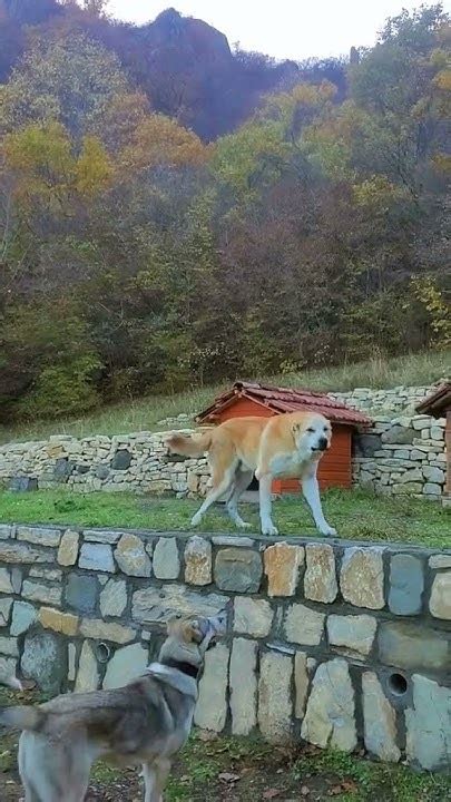 ატენის ხეობა წეროსხევის მამათა მონასტერი Youtube