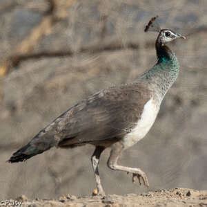 Paon Bleu Pavo Cristatus