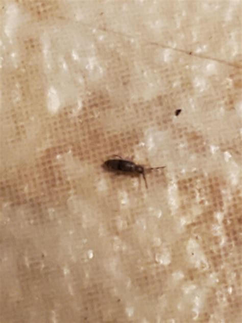 Tiny Bug In Southern Illinois Rwhatsthisbug