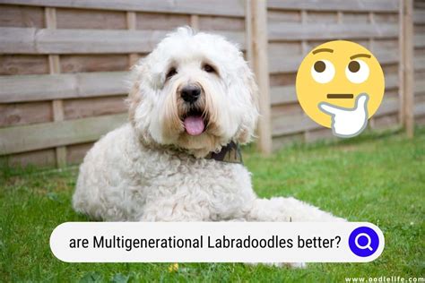 What Is A Multi Generational Labradoodle And Are They Better