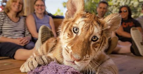 9 Environmental Trends That Are Shaping The Future Of Big Cats Around The World