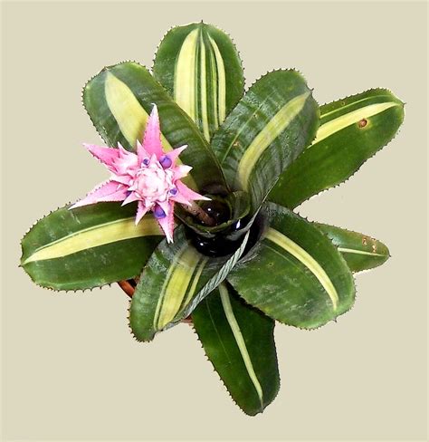 Aechmea Fasciata