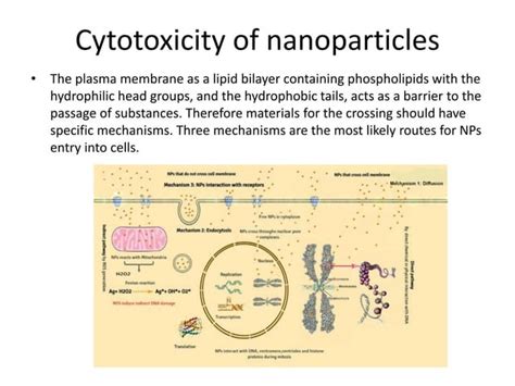 Cytotoxicity And Genotoxicity Of Nanoparticles Pptx