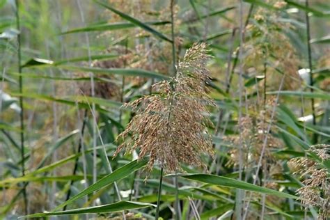 무료 사진 자작나무 잔디 잔디 필드 여름 야외에서 풍경 자연 농촌 농업