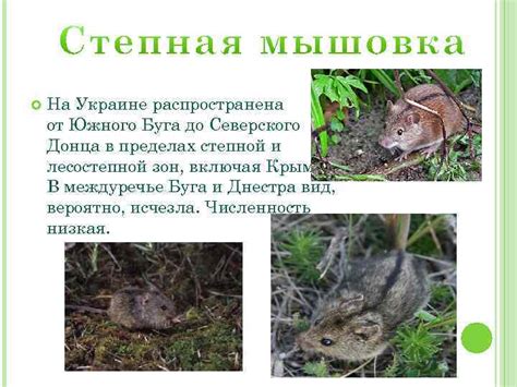 ЖИВОТНЫЕ ЗАНЕСЕННЫЕ В КРАСНУЮ КНИГУ УКРАИНЫ