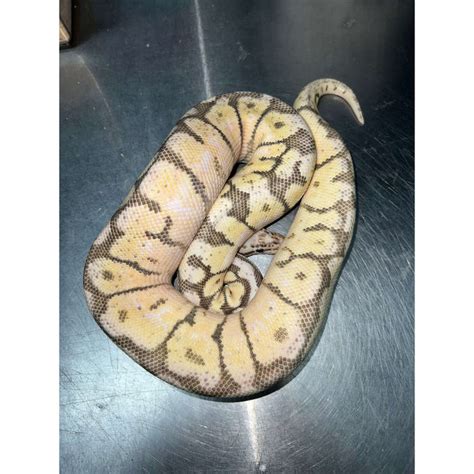 Axanthic Killer Bee Ball Python