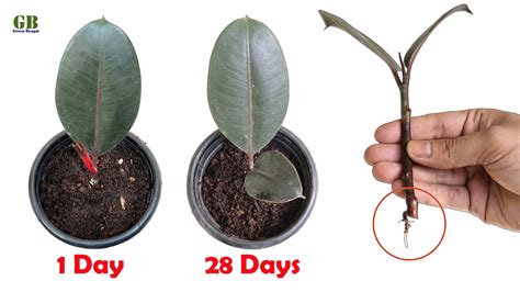 Rubber Plant Propagation From Cutting With Update Youtube