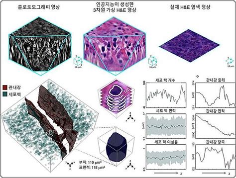 Kaist 암 조직 3d·가상염색 기술로 절개 없이 관찰한다