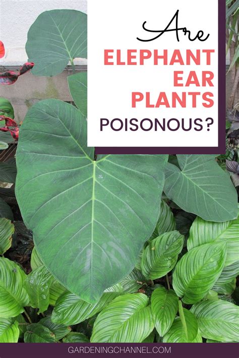 Handling Elephant Ear Plants For Reduced Skin Irritation