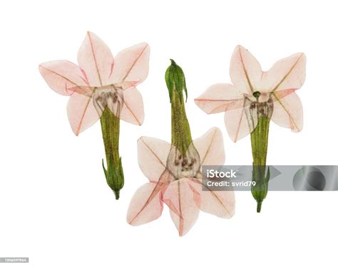 흰색 배경에 고립 된 꽃 향기로운 담배를 누르고 말린 스크랩북 플로리트리 또는 허브리움에 사용하십시오 0명에 대한 스톡 사진 및