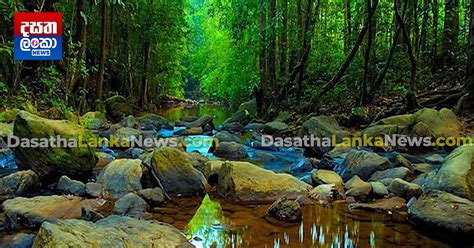 සිංහරාජ රක්ෂිතයෙන් ජිවි අජිවි සත්ව හා ශාක කොටස් ඉස්සු විදේශිකයන්