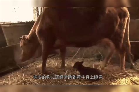 妈妈不要离开我狗儿的叫声让人心疼跨越物种的爱令人破防