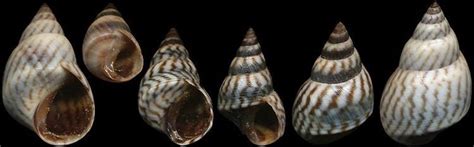 Echinolittorina Alchetron The Free Social Encyclopedia