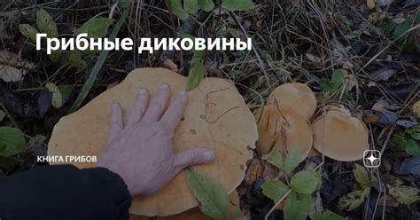 Грибные диковины Книга Грибов Дзен