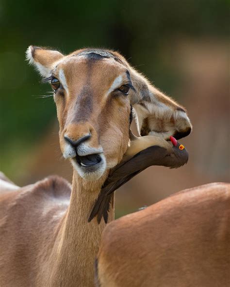 [50 50] Deer With Mutated Face Nsfw Deer Ear Being Cleaned By Bird Sfw R Fiftyfifty