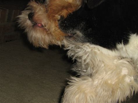 My Cockapoo And Border Collie Lab Mix Cute Animals Border Collie