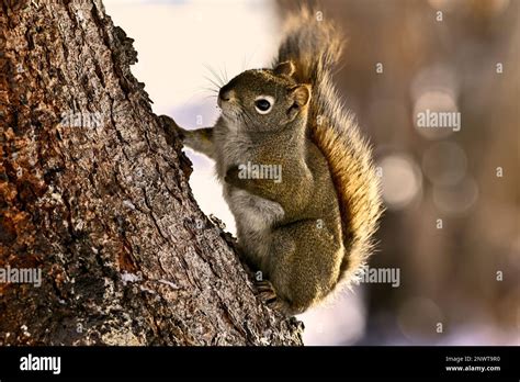 A Red Squirrel Tamiasciurus Hudsonicus Climbint Up A Spruce Tree Trunk In Rural Alberta