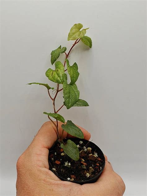 Buy Piper Sp Japan Zephyr Terra