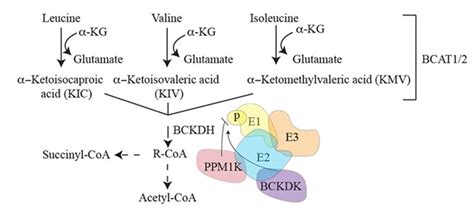 Nature Metabolism丨雷群英团队揭示bcat1的e61a突变加速肿瘤进展