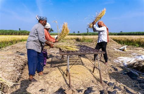 Escalating Fertilizer Costs Trouble Pakistani Farmers In Rabi Season