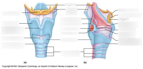 Chapter 26 Structure Of The Larynx Diagram Quizlet