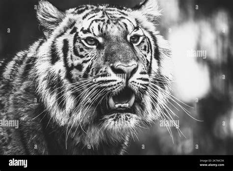 A Black And White Headshot Portrait Of A Siberian Tiger Standing Up