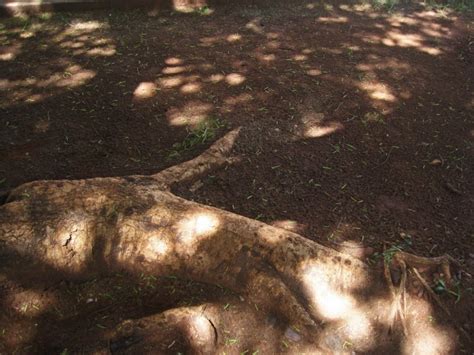 Big Tree Root Exposed Above Ground Free Stock Photo Public Domain Pictures